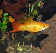 Sword - Assorted | The Pet Centre